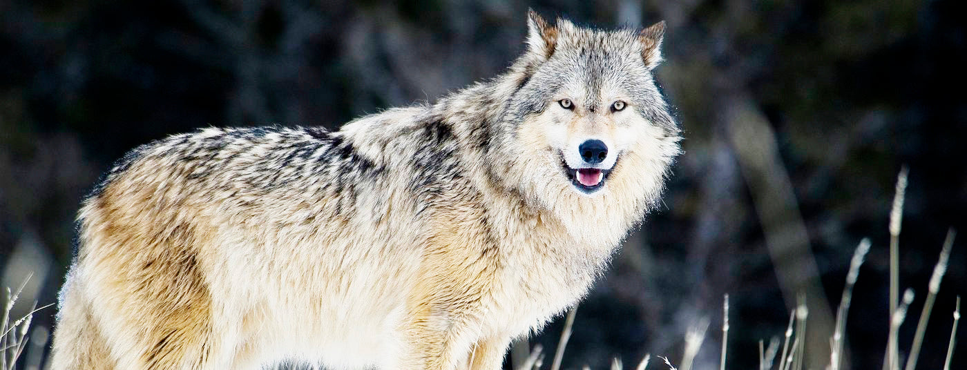 Wolf Paint By Numbers – AllPaintbyNumbers