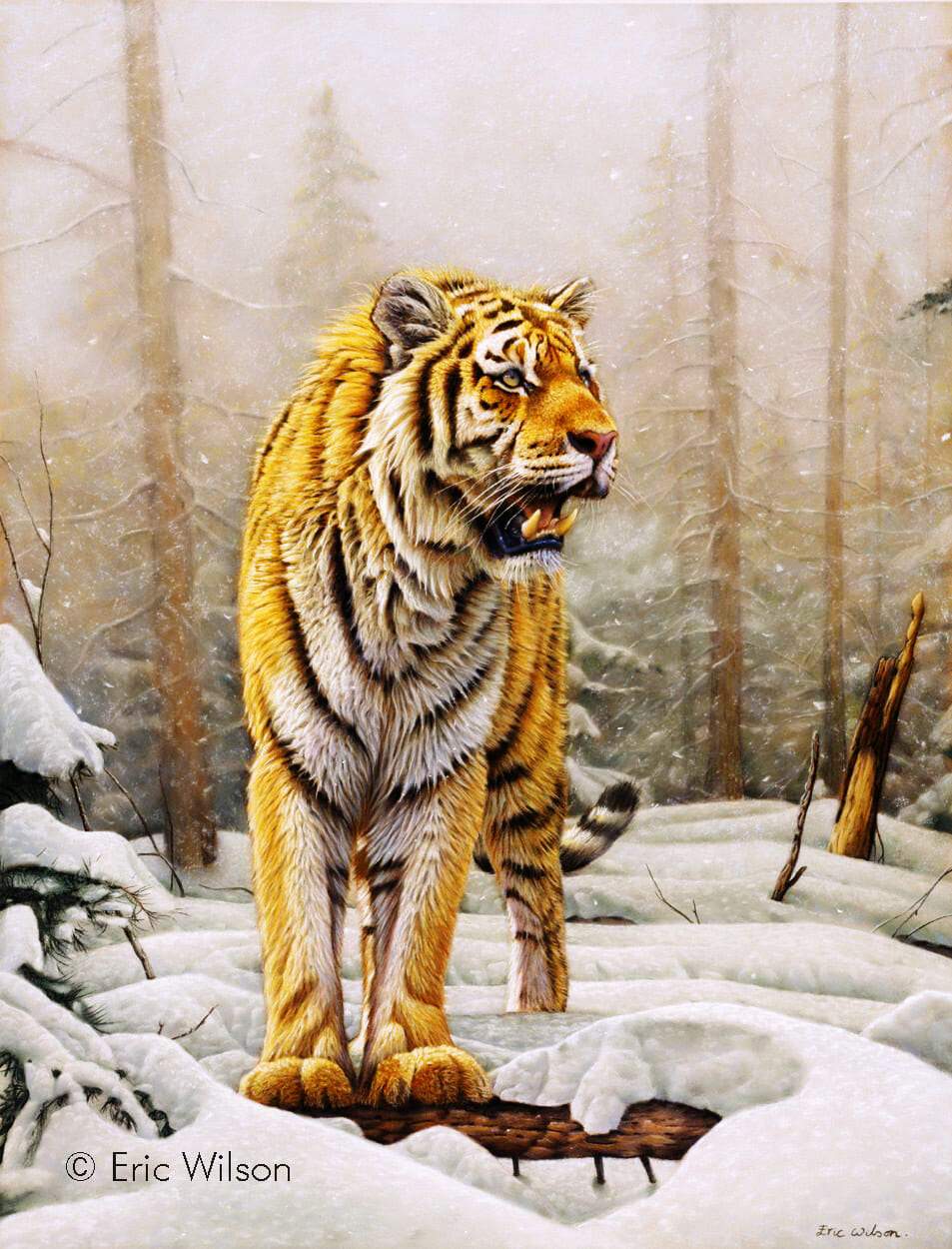 Amur Siberian Tiger - Art by Eric Wilson – AllPaintbyNumbers
