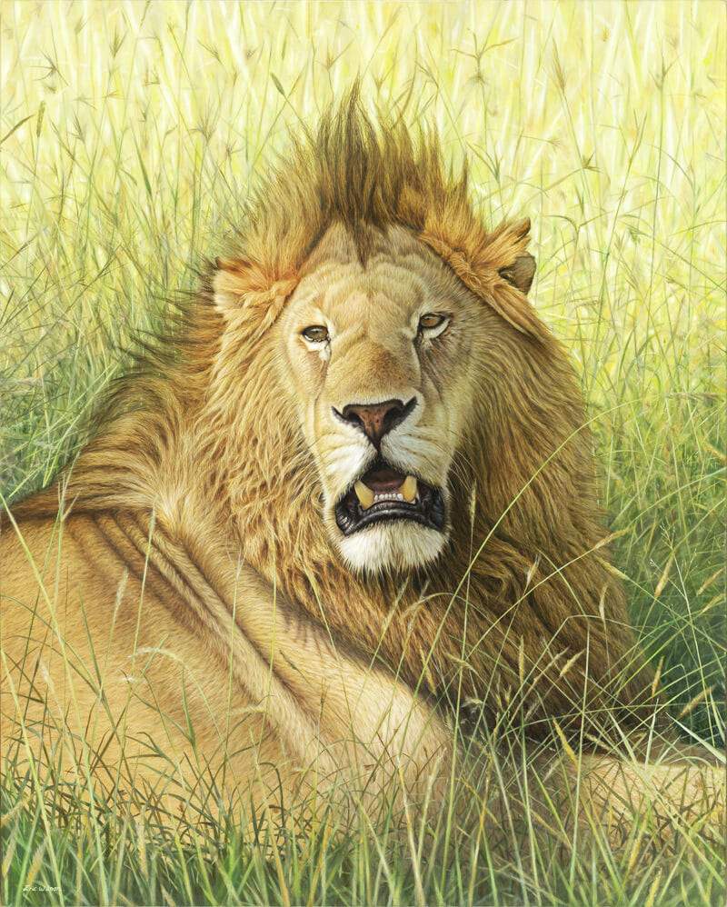 Romeo Masai Mara Lion - Art by Eric Wilson – AllPaintbyNumbers